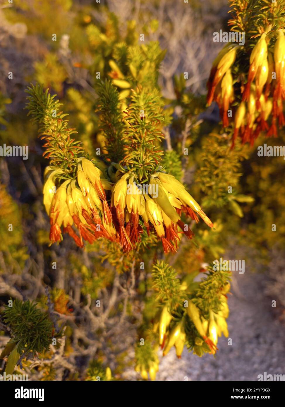Erica coccinea coccinea hi-res stock photography and images - Alamy