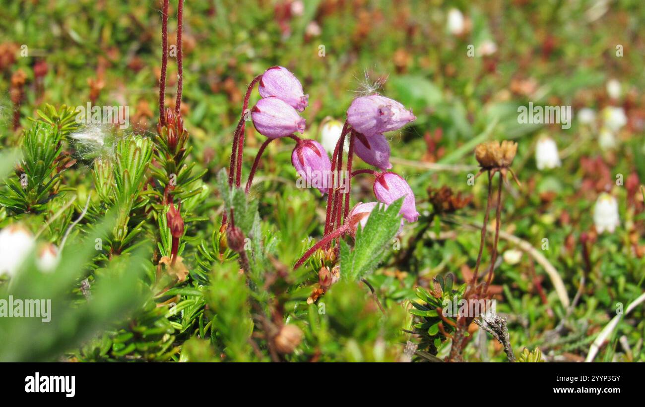 Blue Mountain-heath (Phyllodoce caerulea Stock Photo - Alamy