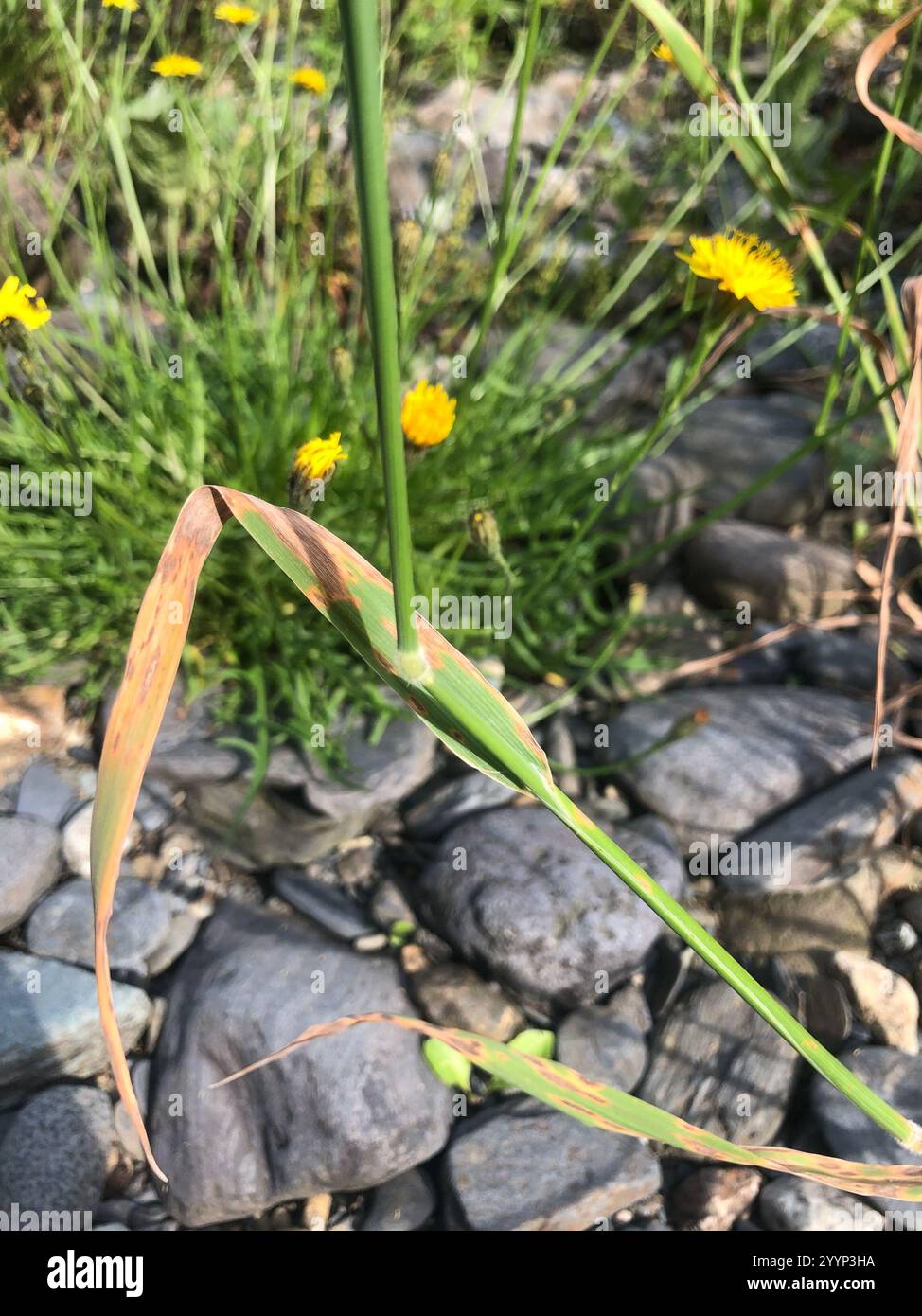 Creeping velvet grass hi-res stock photography and images - Alamy
