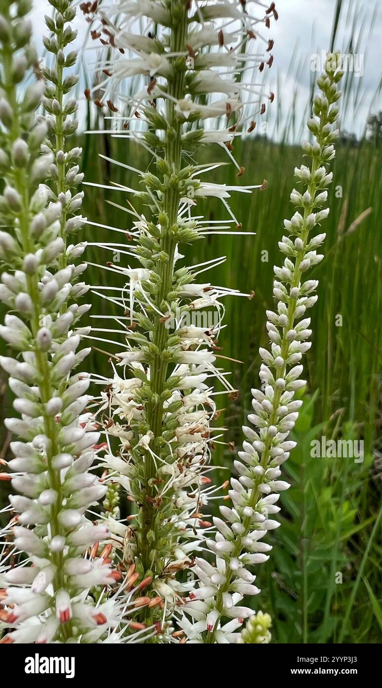 Culver's root (Veronicastrum virginicum Stock Photo - Alamy