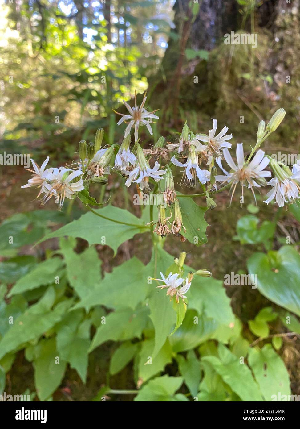 western rattlesnake root (Nabalus alatus Stock Photo - Alamy