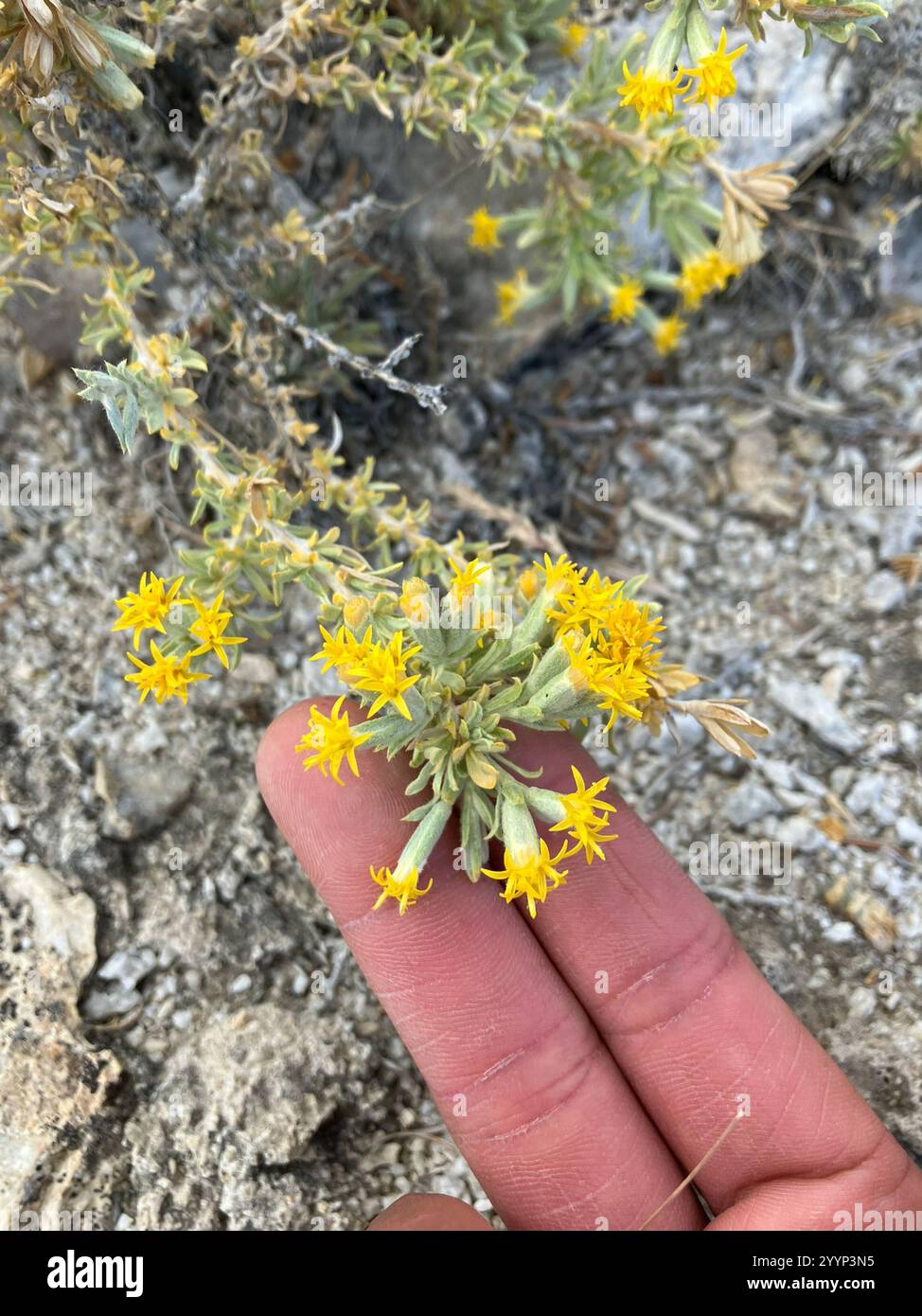 Spineless Horsebrush (Tetradymia canescens Stock Photo - Alamy