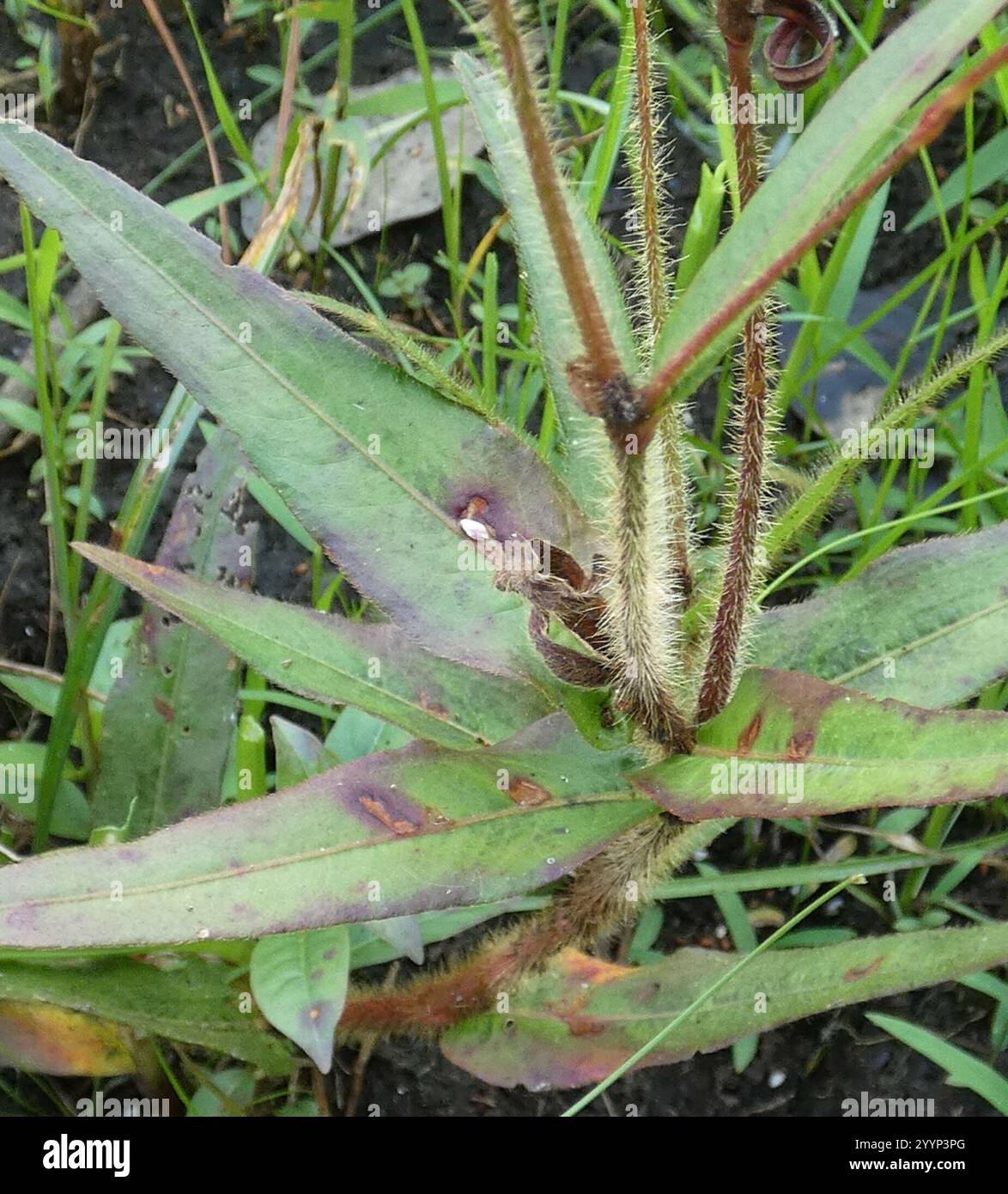swamp smartweed (Persicaria hydropiperoides Stock Photo - Alamy