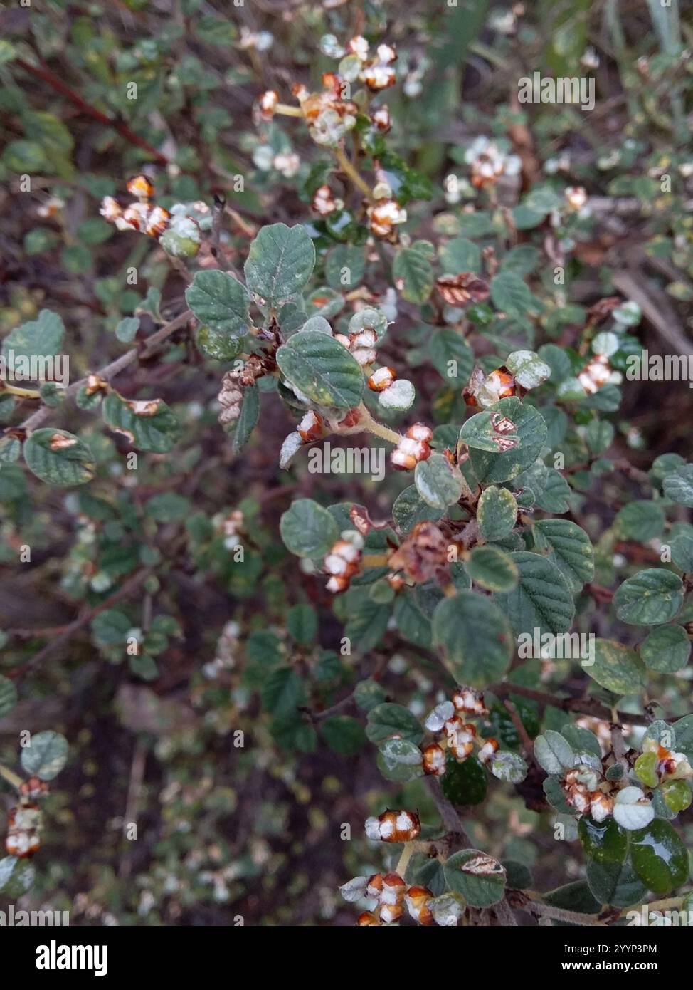 Spyridium hi-res stock photography and images - Alamy