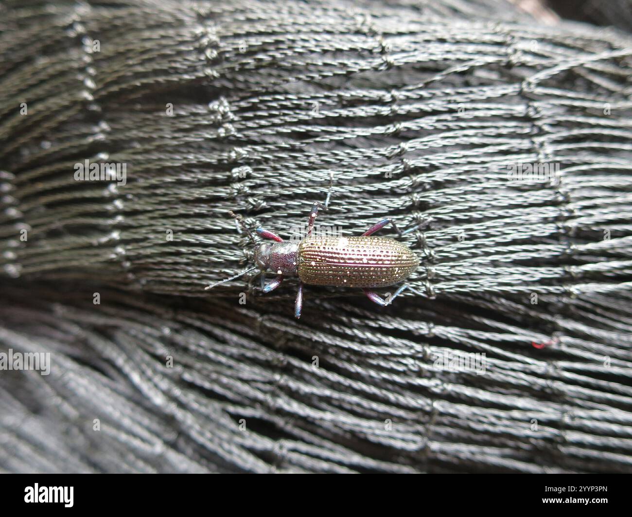 Strongylium hi-res stock photography and images - Alamy