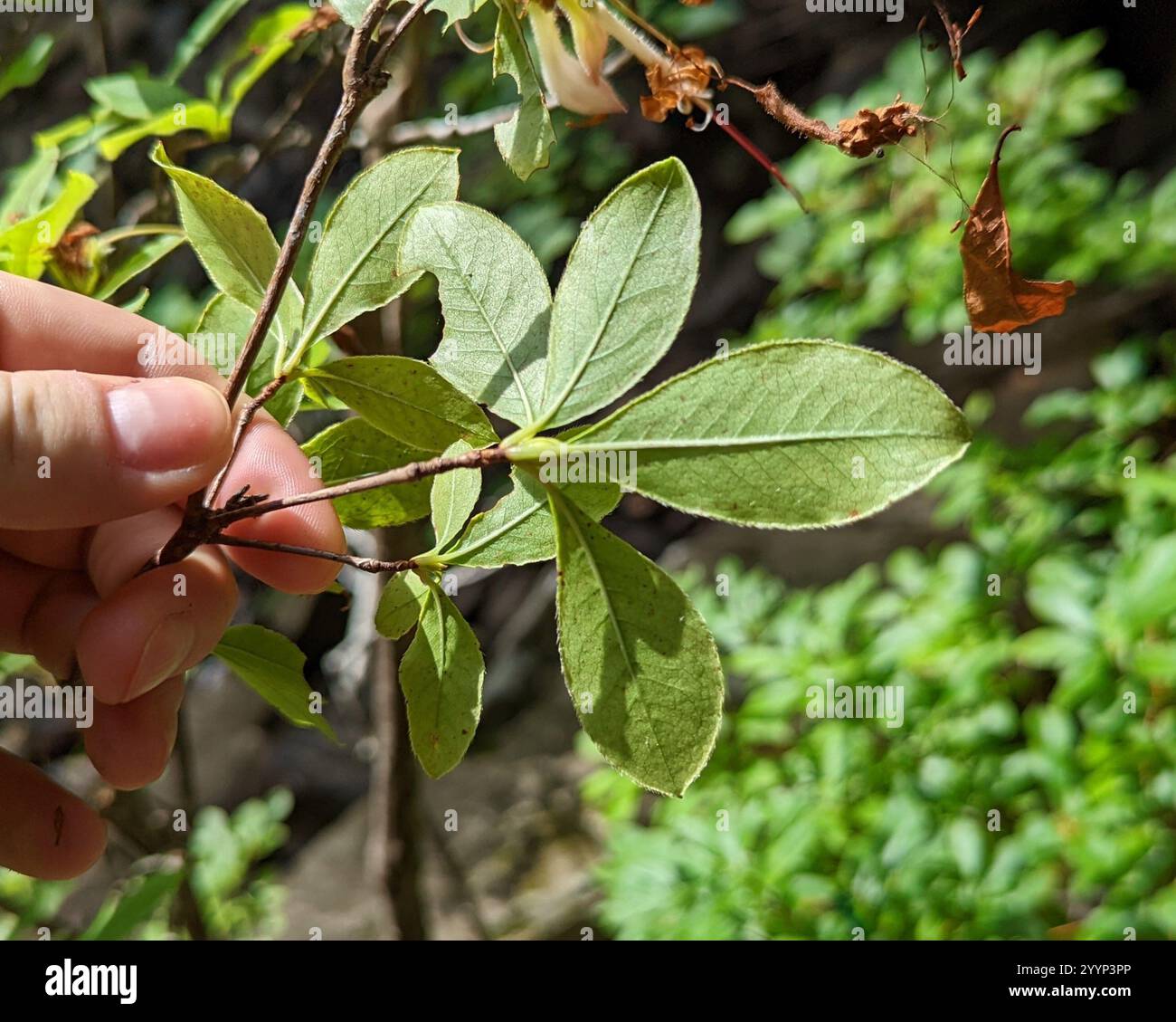 swamp azalea (Rhododendron viscosum Stock Photo - Alamy