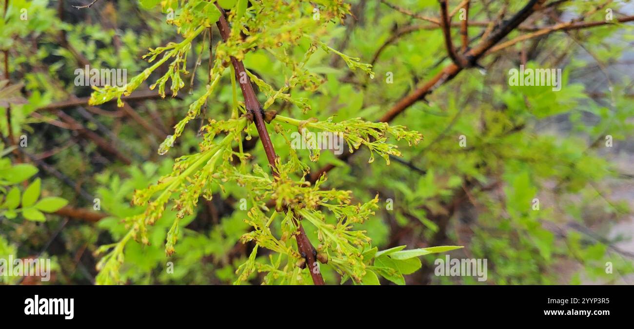 velvet ash (Fraxinus velutina Stock Photo - Alamy