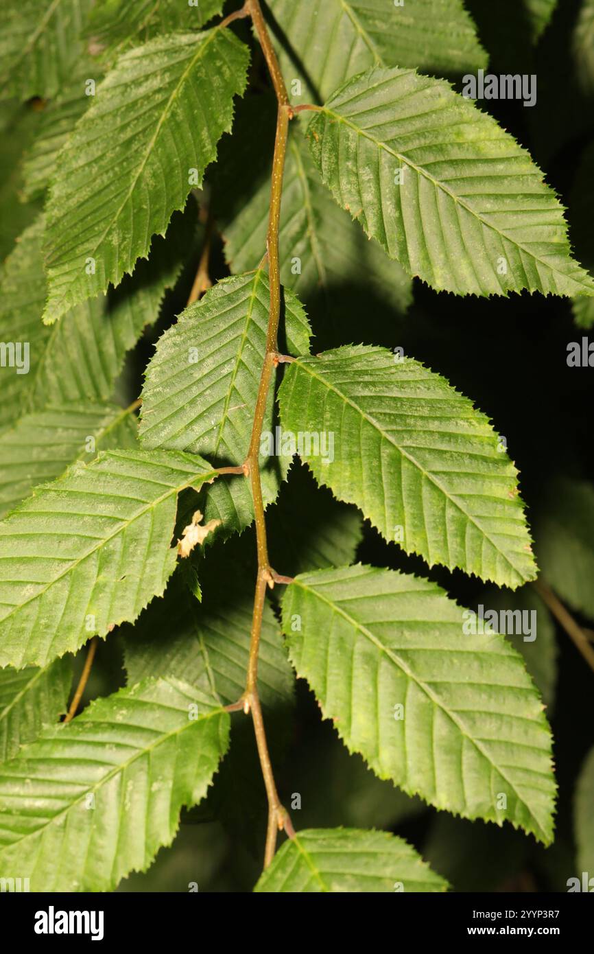 European Hornbeam (Carpinus betulus Stock Photo - Alamy