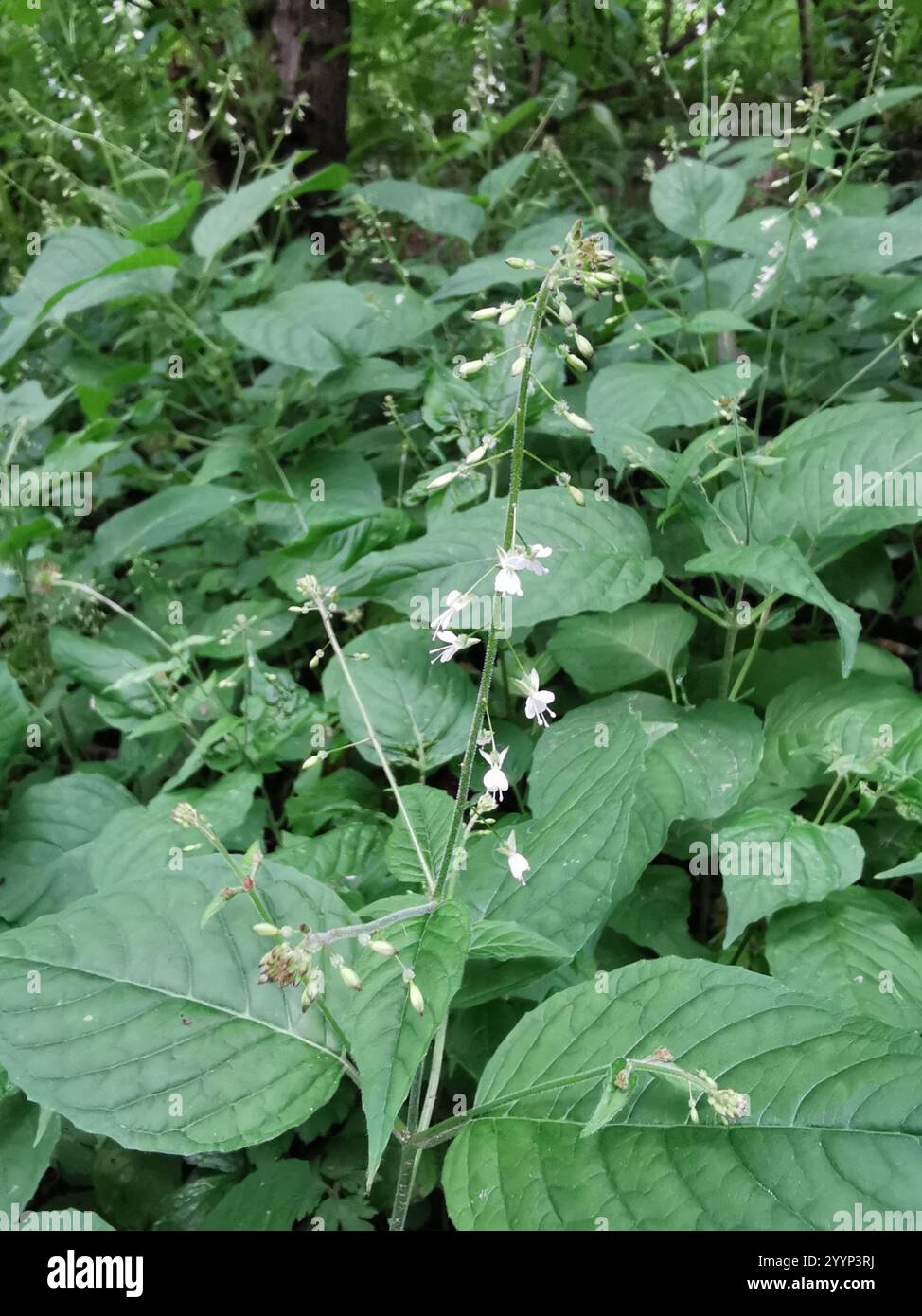 enchanter's-nightshade (Circaea lutetiana Stock Photo - Alamy