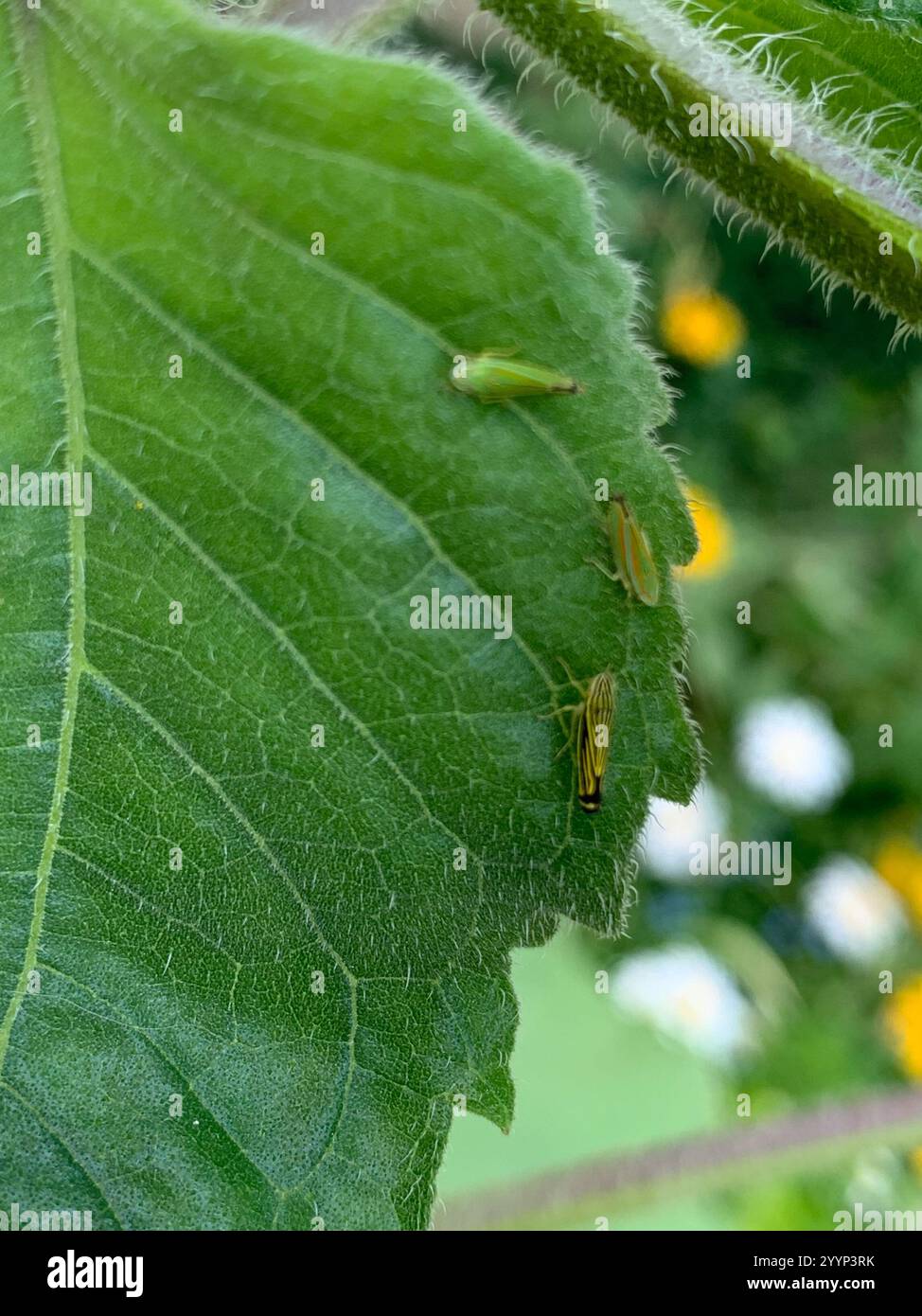 Yellow-striped Leafhopper (Sibovia occatoria Stock Photo - Alamy