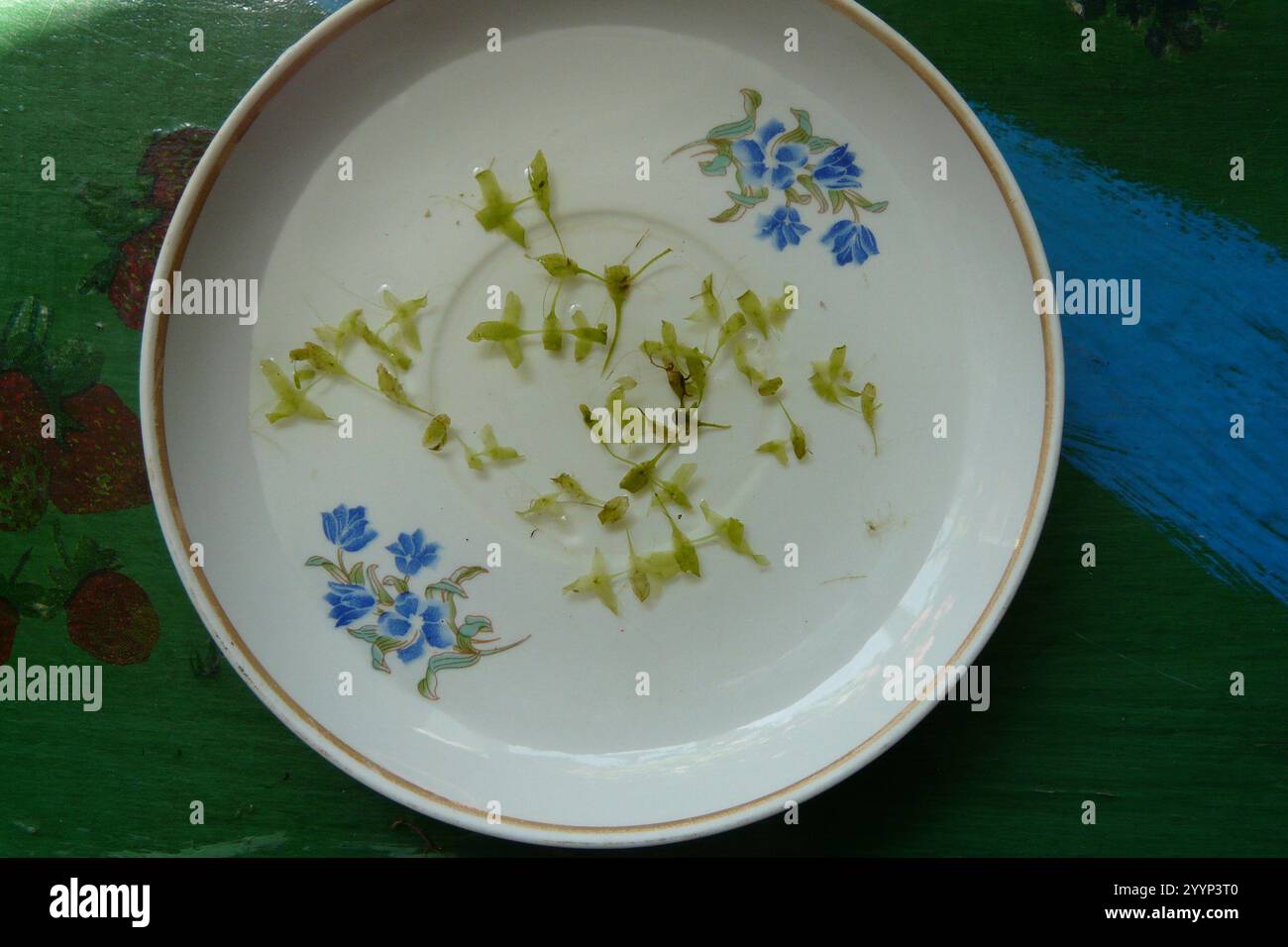 Ivy-leaved Duckweed (Lemna trisulca Stock Photo - Alamy