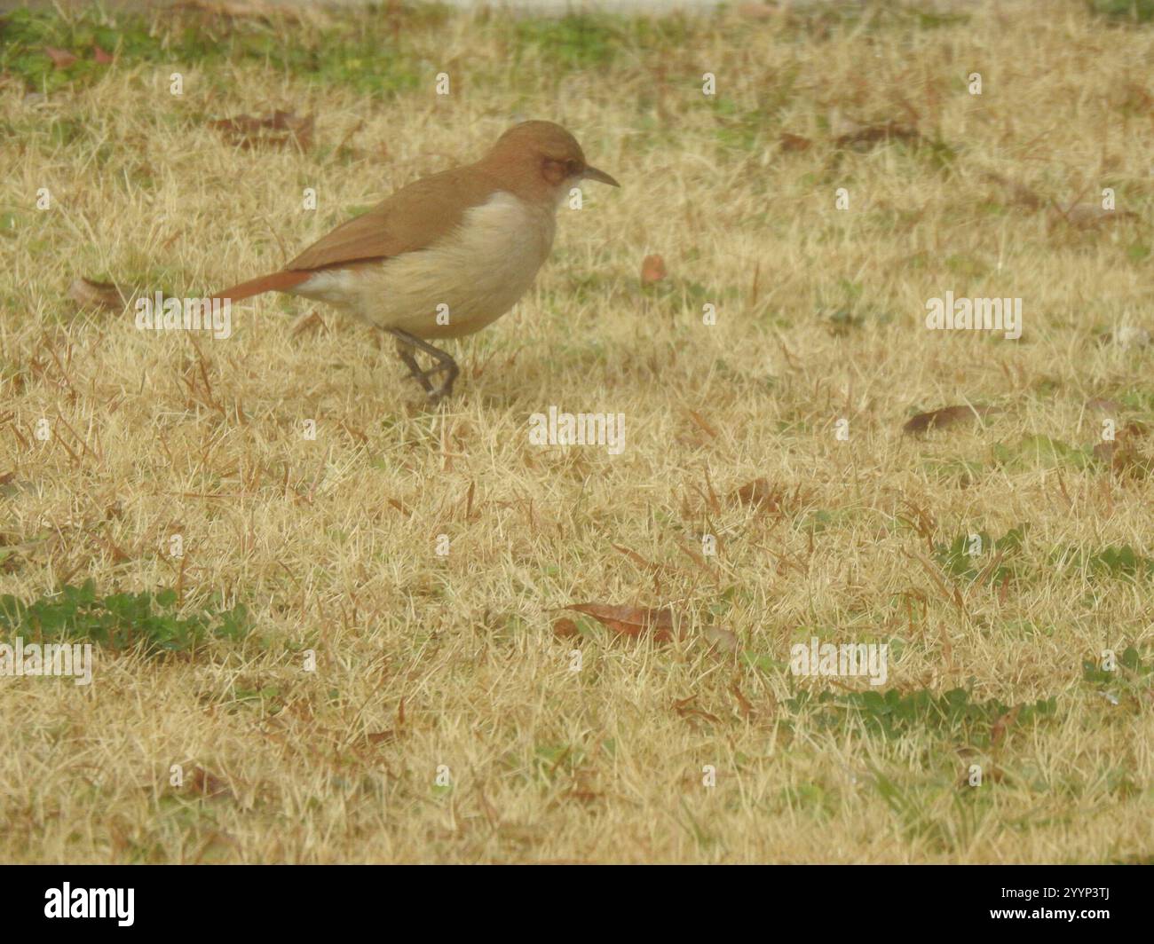 Rufous Hornero (Furnarius rufus Stock Photo - Alamy