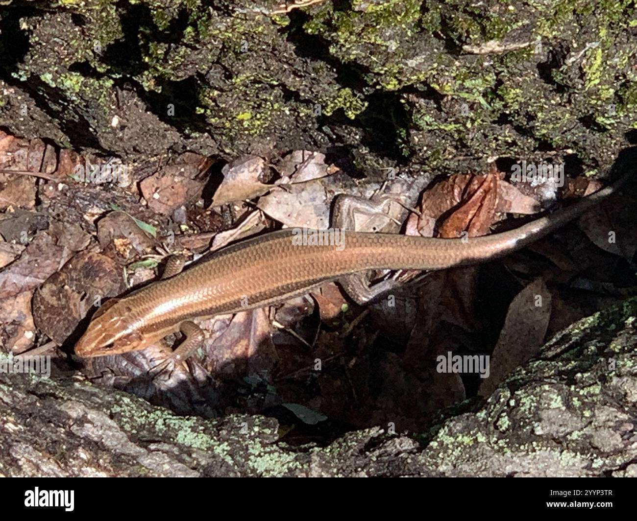 Toothy Skinks (Plestiodon Stock Photo - Alamy