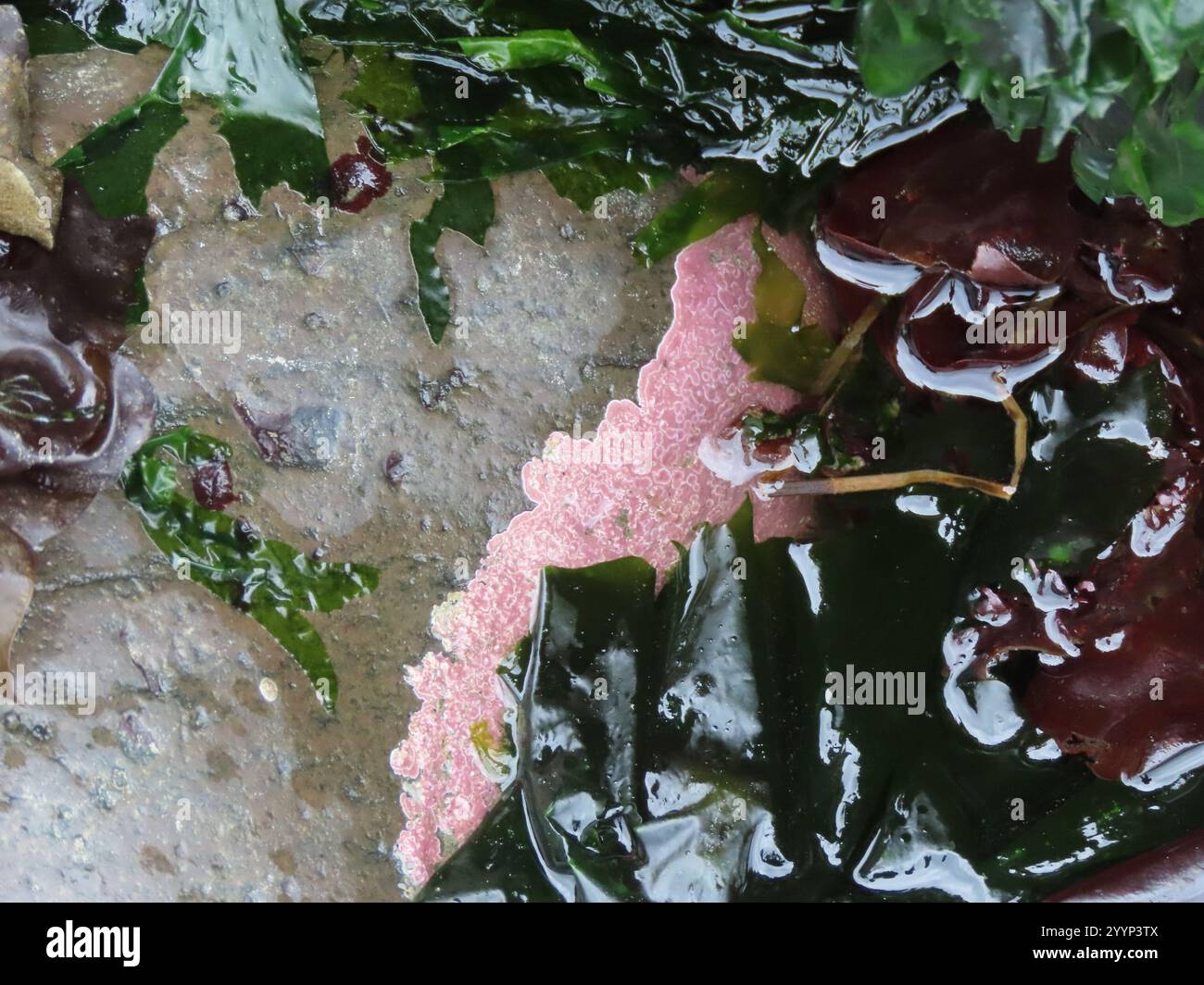 Crustose coralline algae hi-res stock photography and images - Alamy