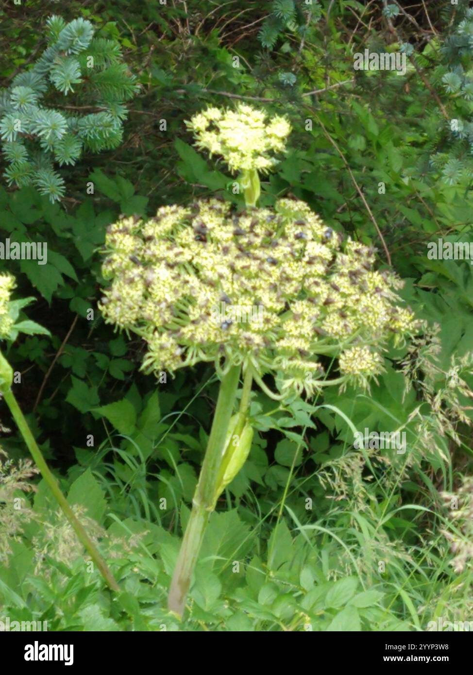sea-watch (Angelica lucida Stock Photo - Alamy
