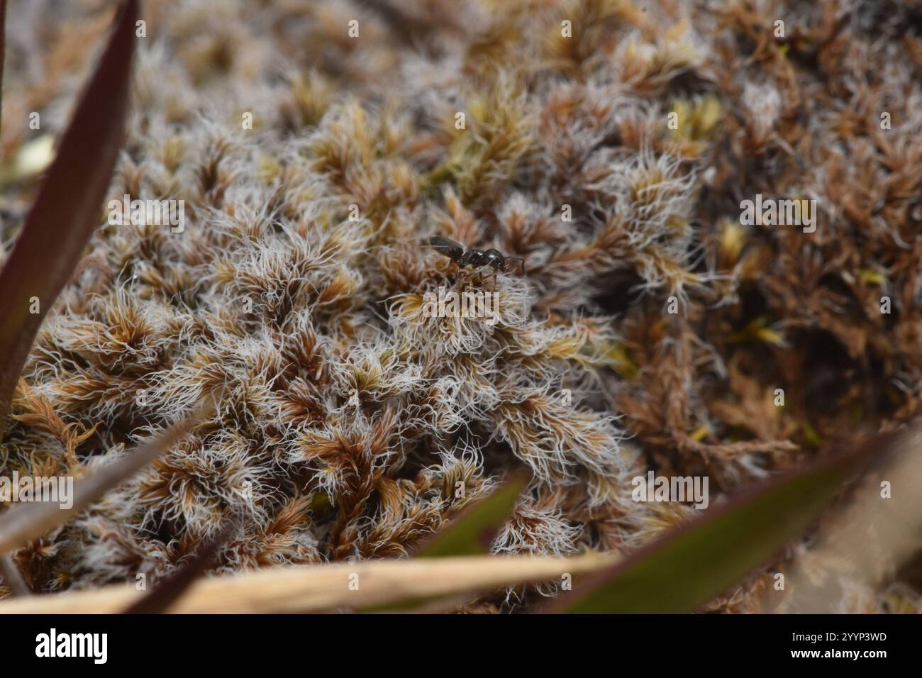 Woolly fringe moss racomitrium lanuginosum hi-res stock photography and ...