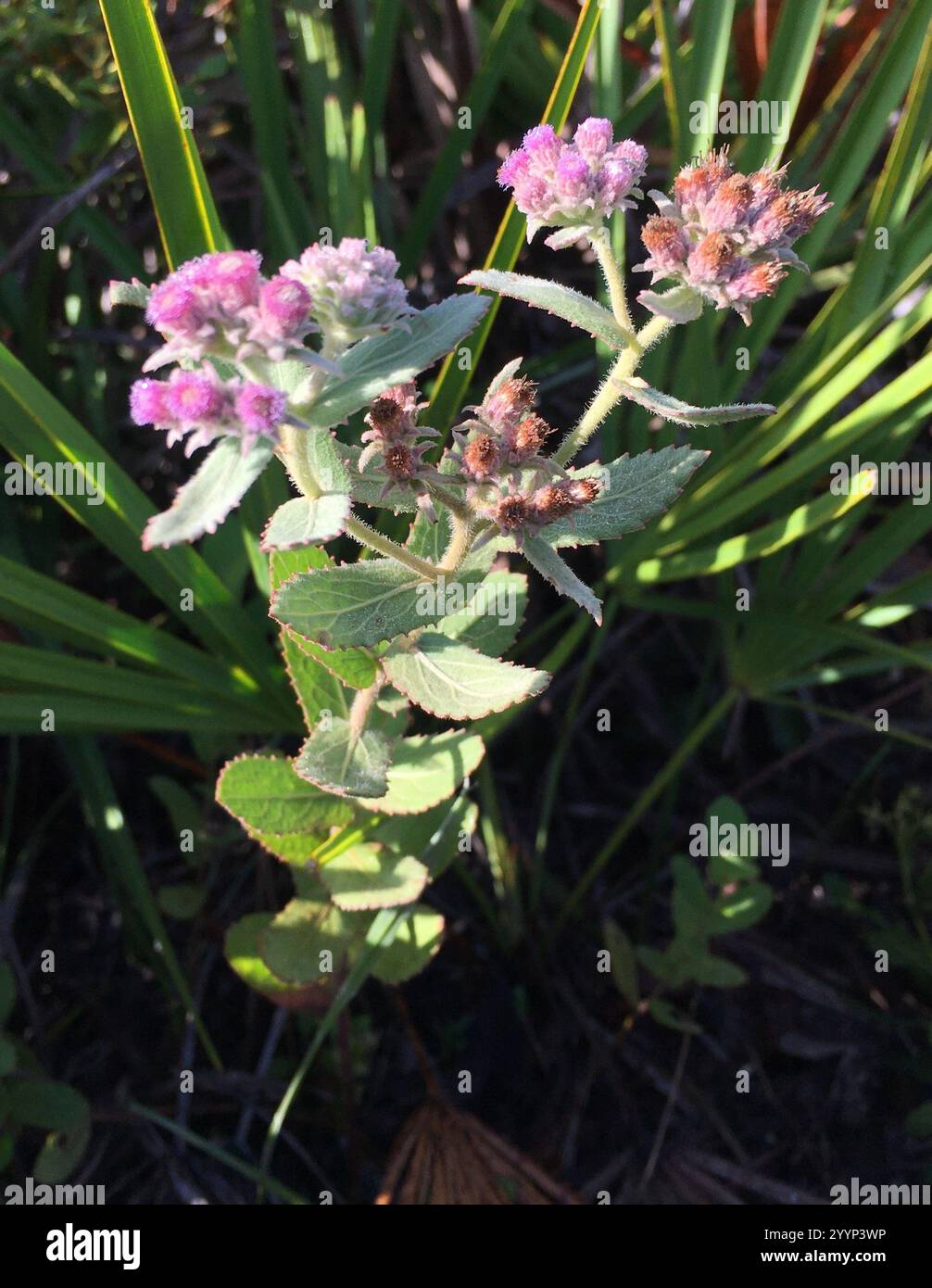 Rosy Camphorweed (Pluchea baccharis Stock Photo - Alamy