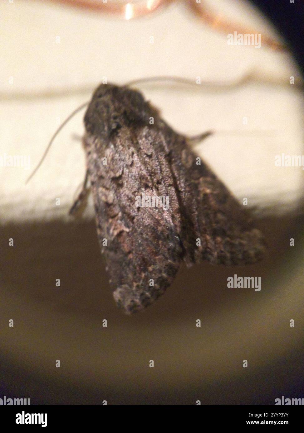 Glassy Cutworm Moth (Apamea devastator Stock Photo - Alamy