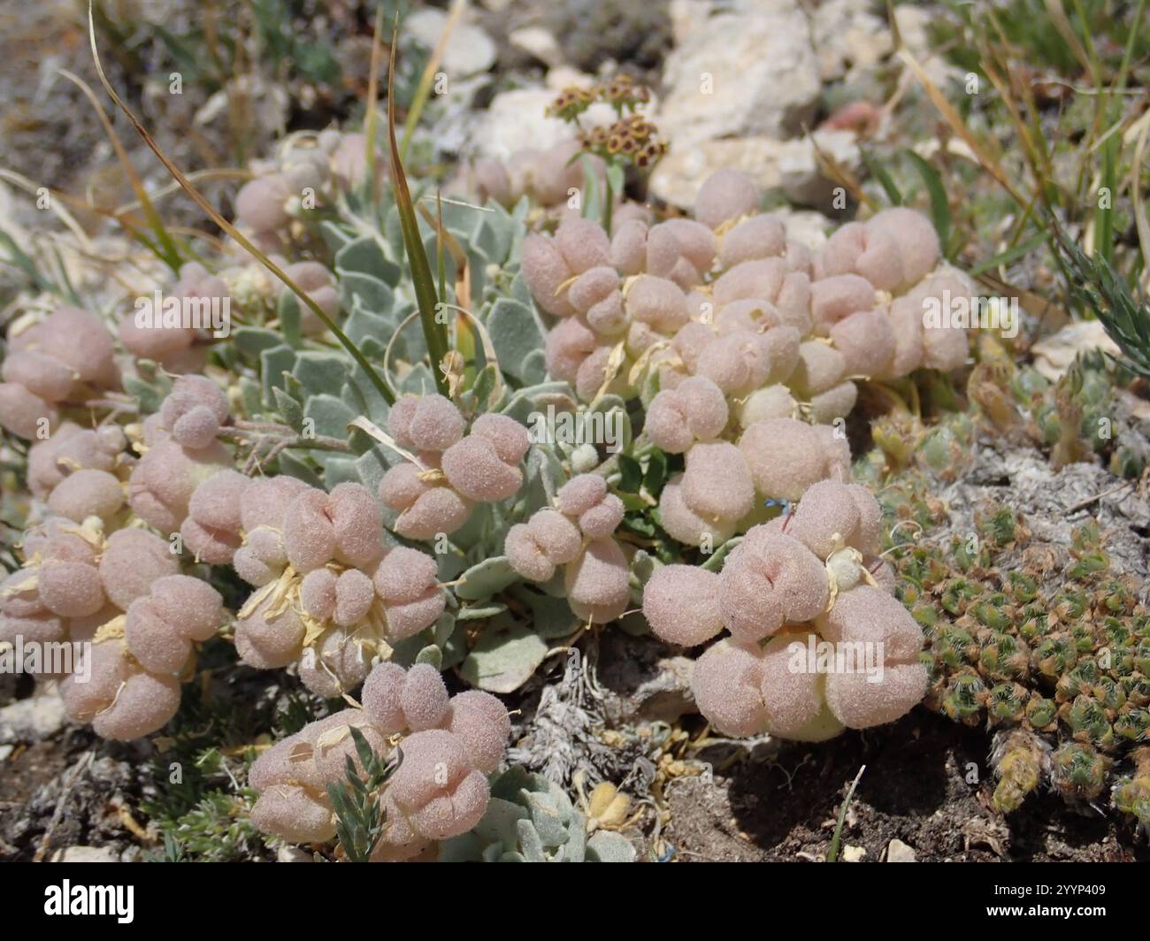 Devils Gate Twinpod (Physaria eburniflora Stock Photo - Alamy