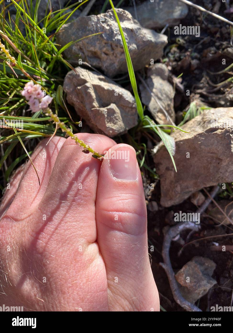 alpine bistort (Bistorta vivipara Stock Photo - Alamy