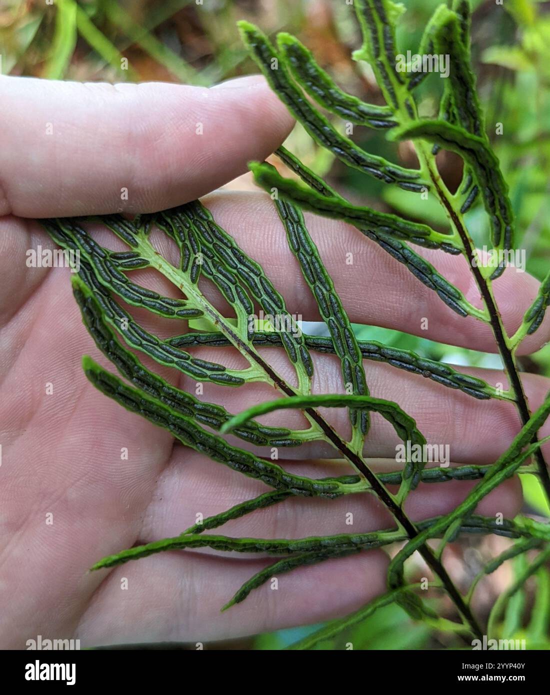 netted chain fern (Woodwardia areolata Stock Photo - Alamy