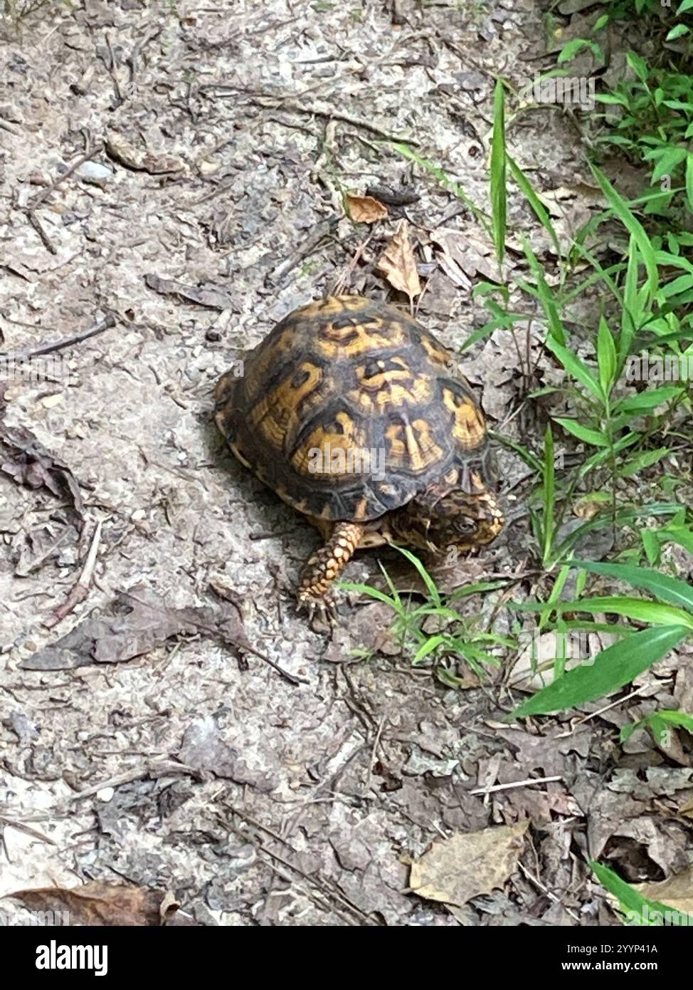 Eastern Box Turtle (Terrapene carolina carolina Stock Photo - Alamy