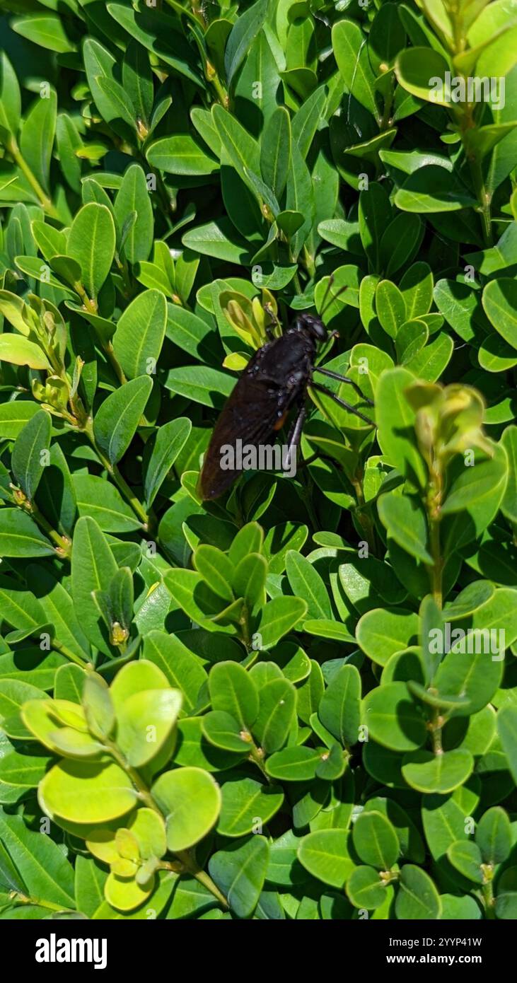 Mydas fly hi-res stock photography and images - Alamy