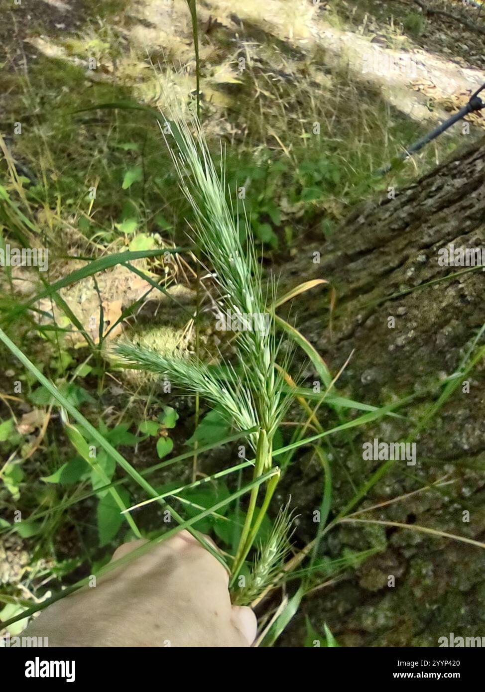 silky wild rye (Elymus villosus Stock Photo - Alamy
