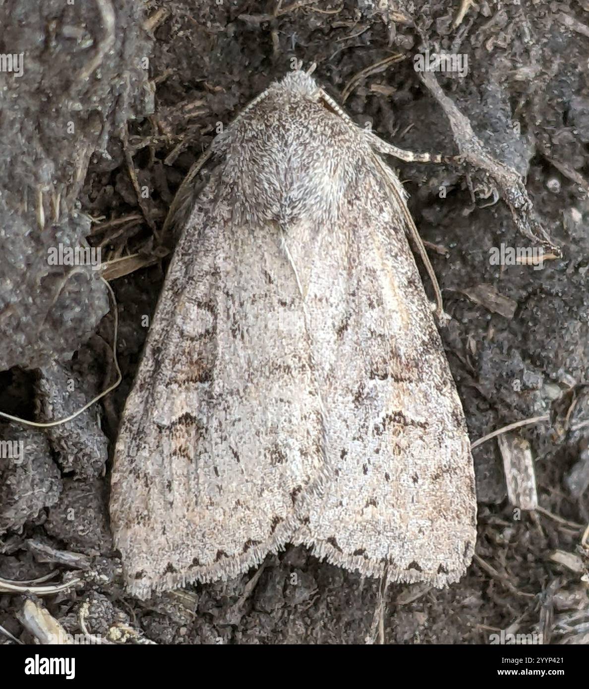 Cutworms and Dart Moths (Noctuinae Stock Photo - Alamy