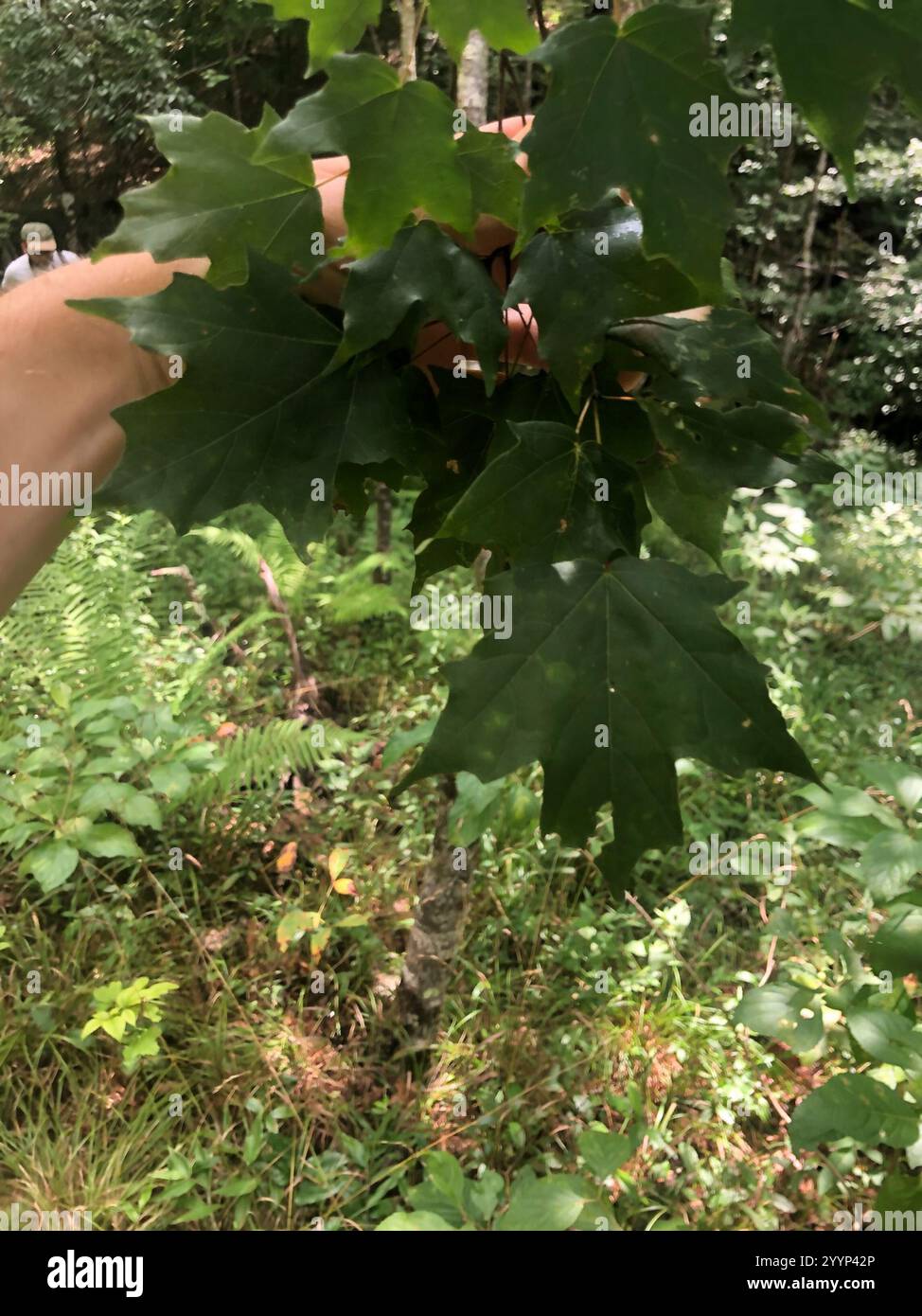 chalk maple (Acer leucoderme Stock Photo - Alamy