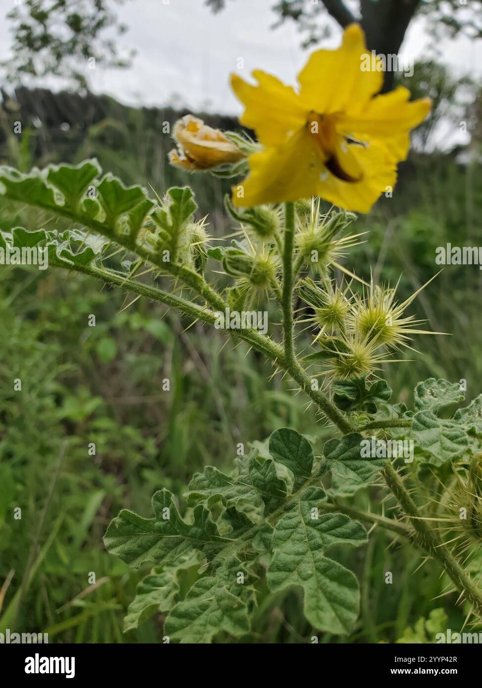 buffalo-bur (Solanum rostratum Stock Photo - Alamy