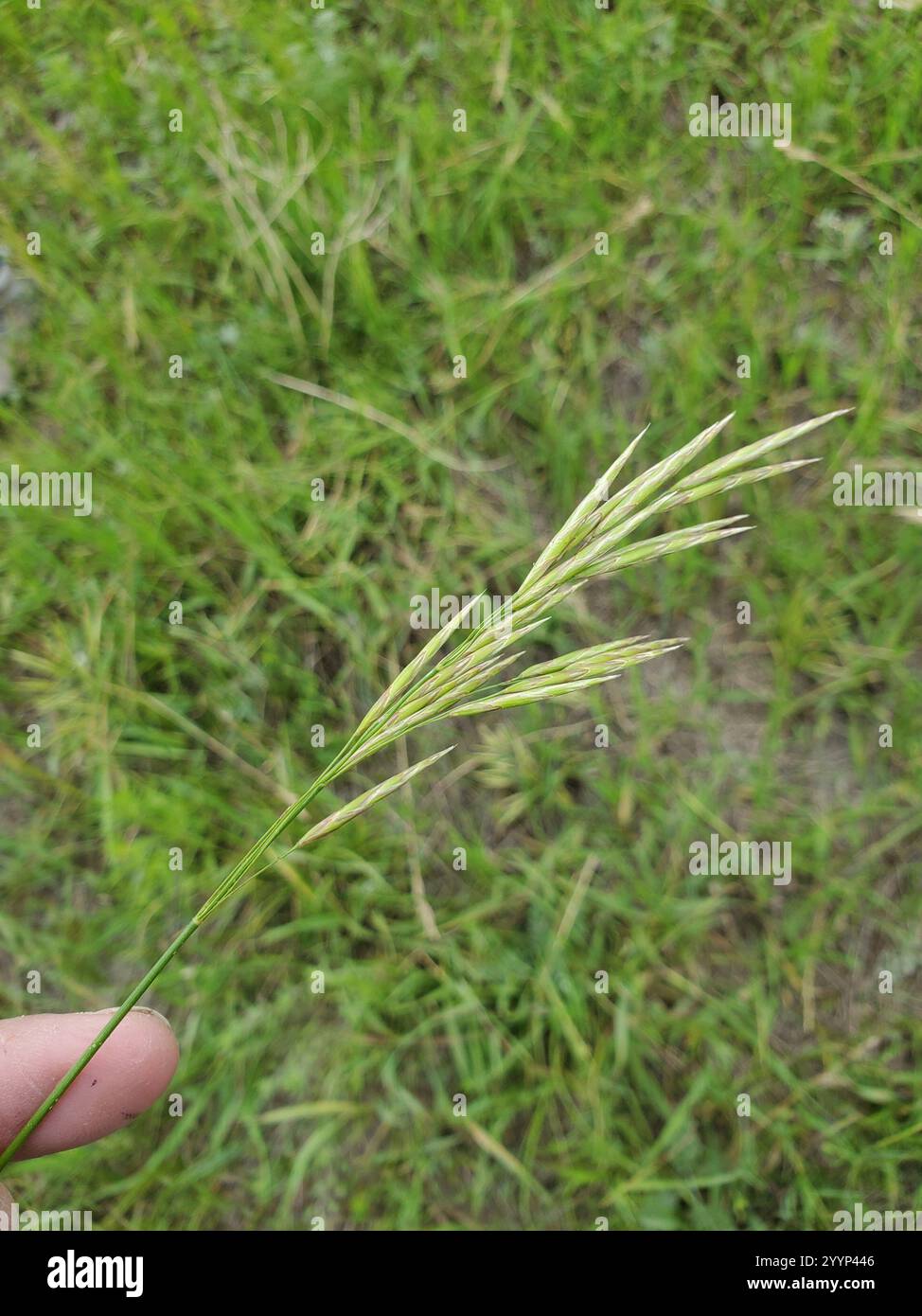 Smooth Brome (Bromus inermis Stock Photo - Alamy
