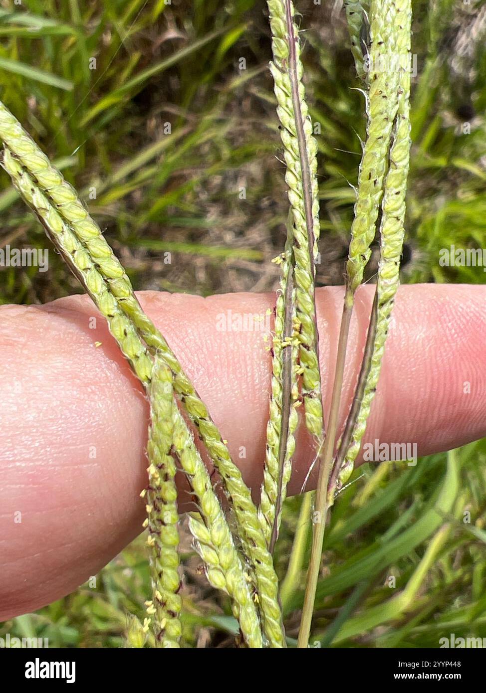 Vasey Grass (Paspalum urvillei Stock Photo - Alamy