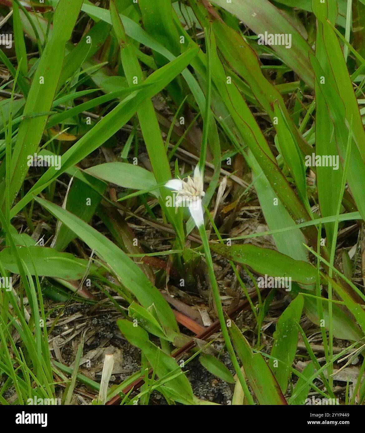 whitetop sedge (Rhynchospora colorata Stock Photo - Alamy