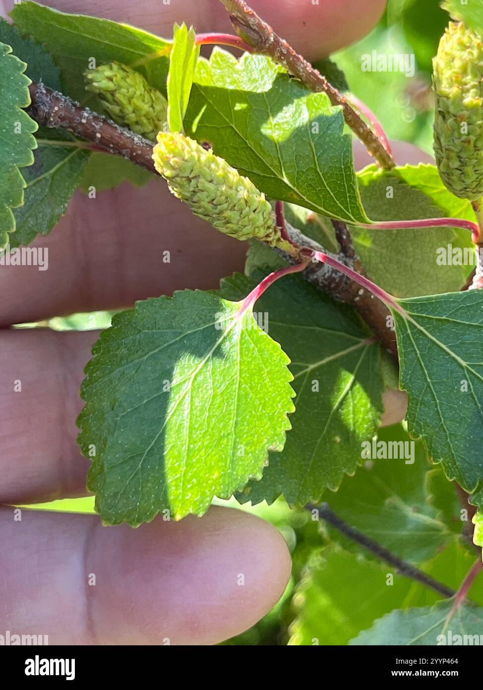 Betula glandulosa hi-res stock photography and images - Alamy