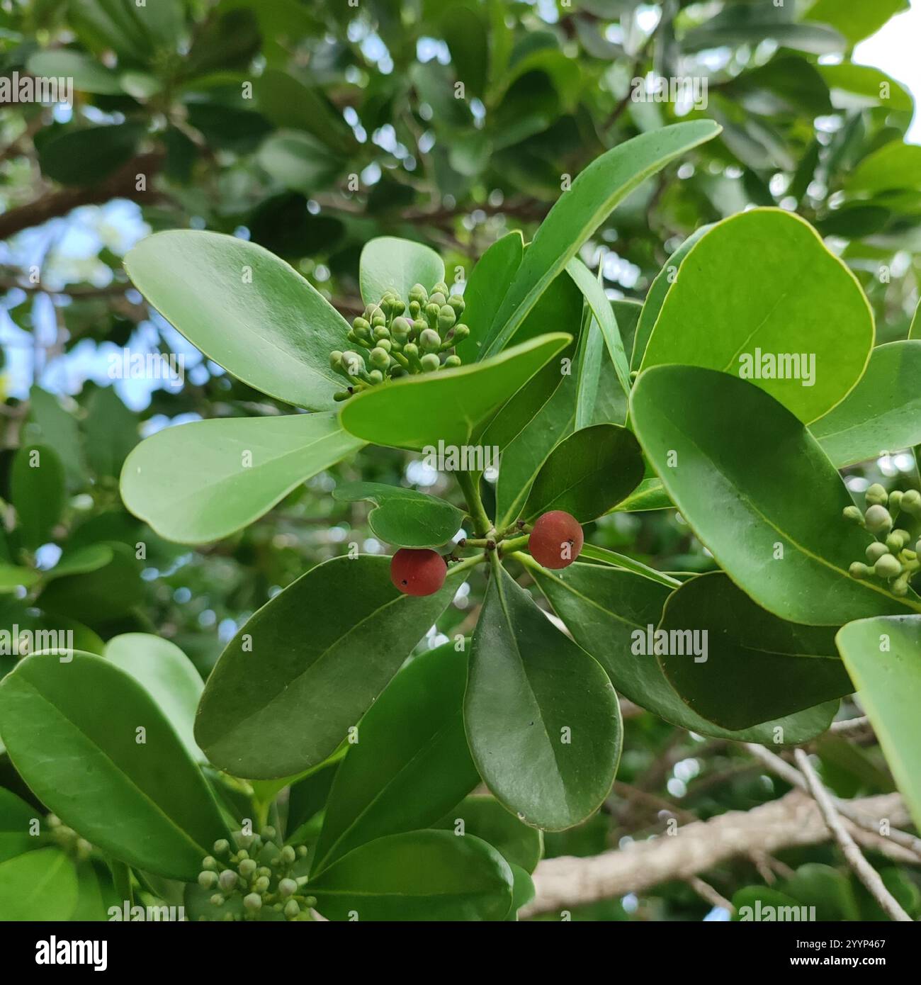 Pepper Cinnamon (Canella winterana Stock Photo - Alamy