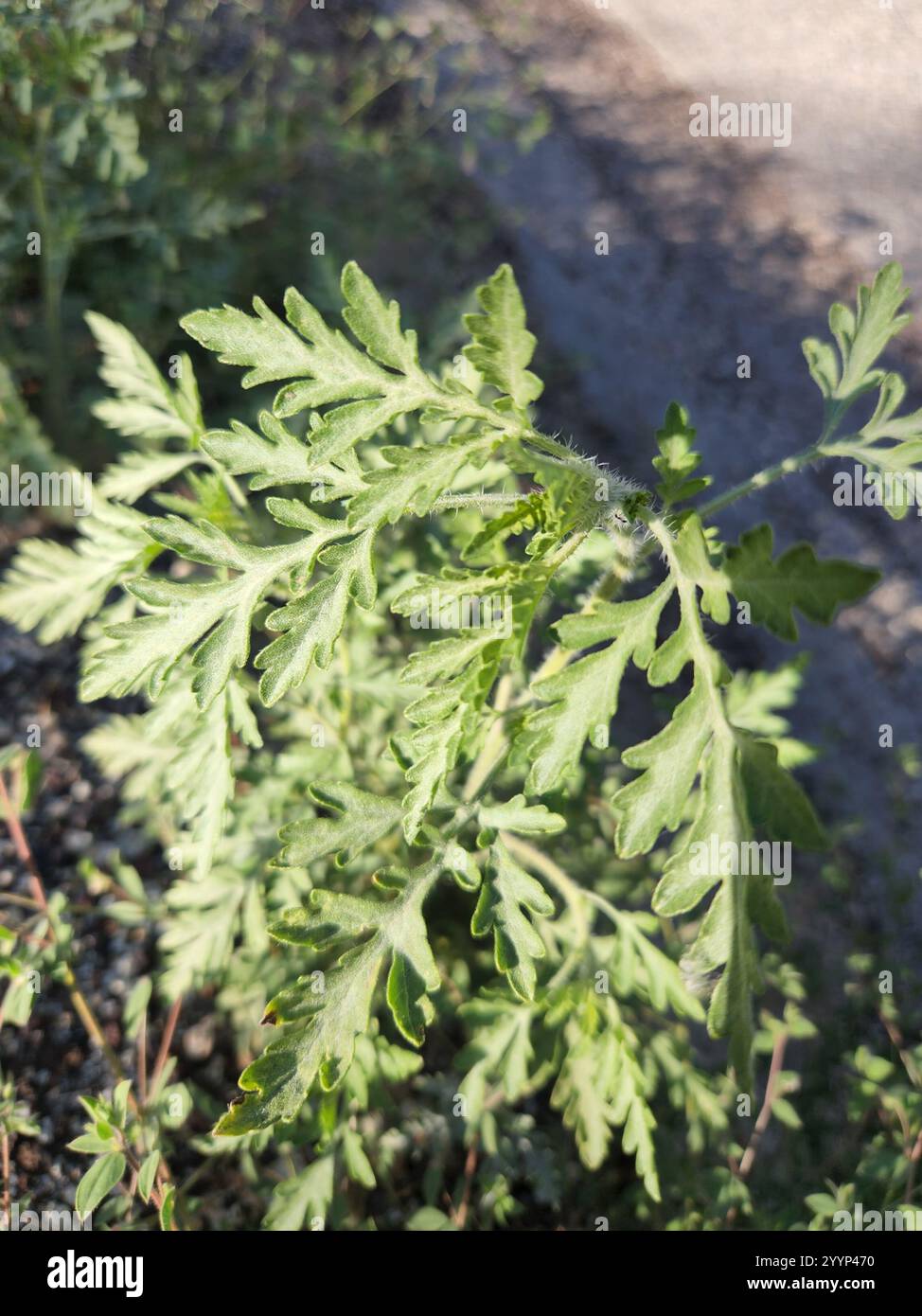 Flatspine Bursage (Ambrosia acanthicarpa Stock Photo - Alamy