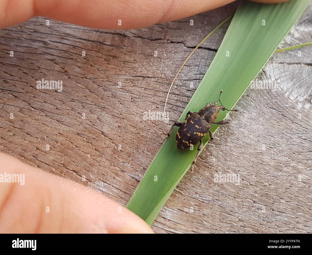 Large Pine Weevil (Hylobius abietis Stock Photo - Alamy