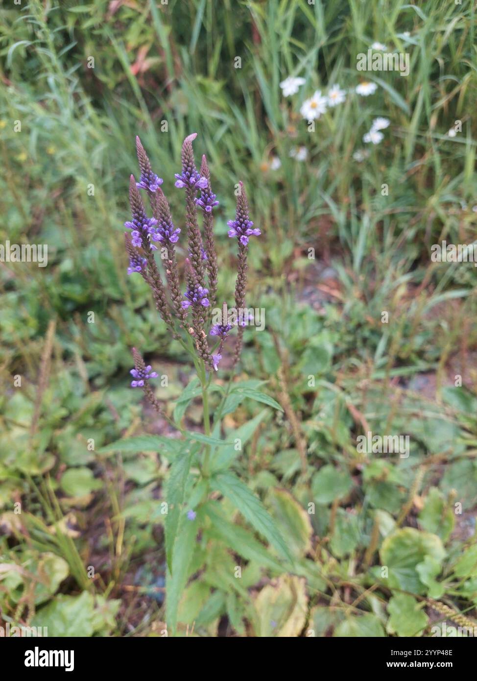 blue vervain (Verbena hastata Stock Photo - Alamy
