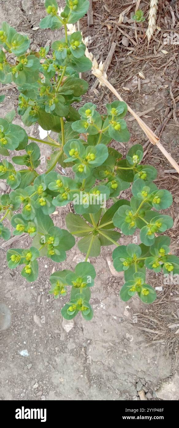 Sun spurge (Euphorbia helioscopia Stock Photo - Alamy