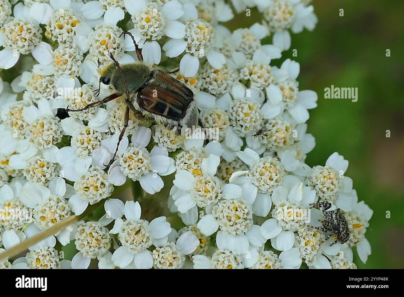 Bee-like Flower Scarabs (Trichiotinus Stock Photo - Alamy