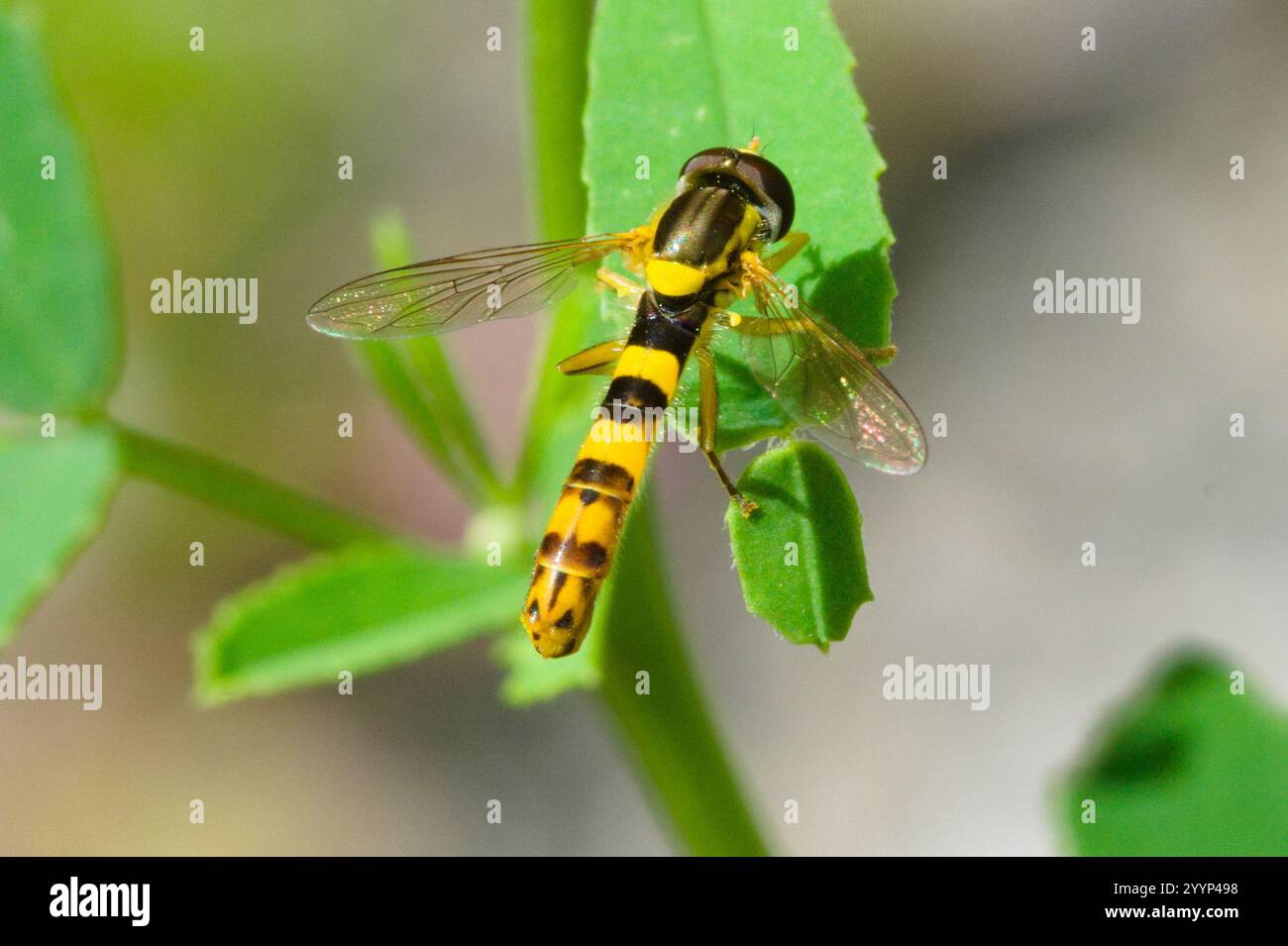 Common Globetail (Sphaerophoria scripta Stock Photo - Alamy