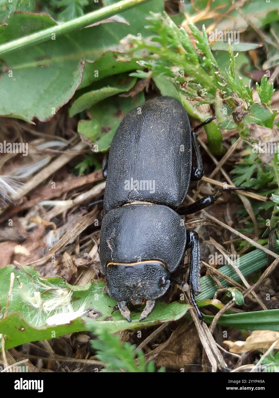 Lesser Stag Beetle (Dorcus parallelipipedus Stock Photo - Alamy