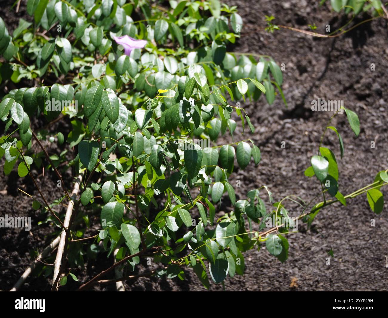 potato-smell (Phyllanthus reticulatus Stock Photo - Alamy