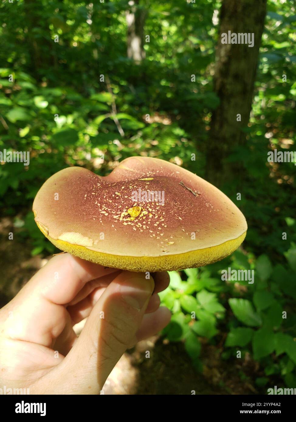 boletes and allies (Boletales Stock Photo - Alamy