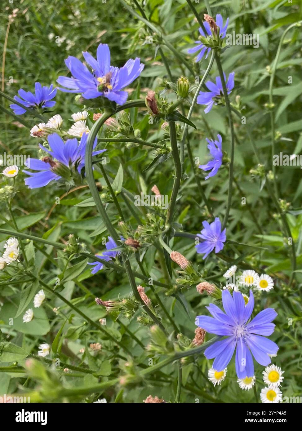 chicory (Cichorium intybus Stock Photo - Alamy