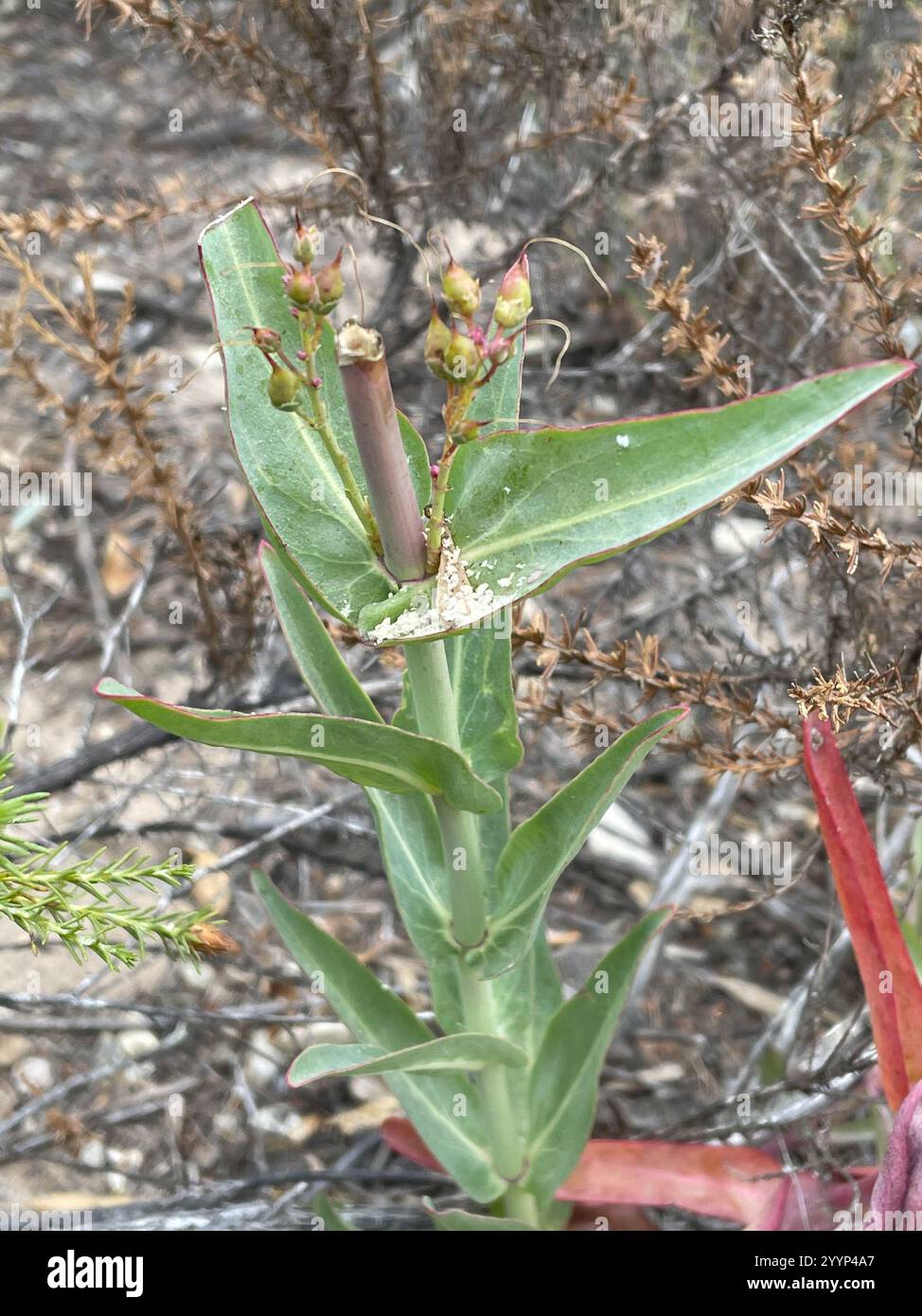 scarlet bugler (Penstemon centranthifolius Stock Photo - Alamy