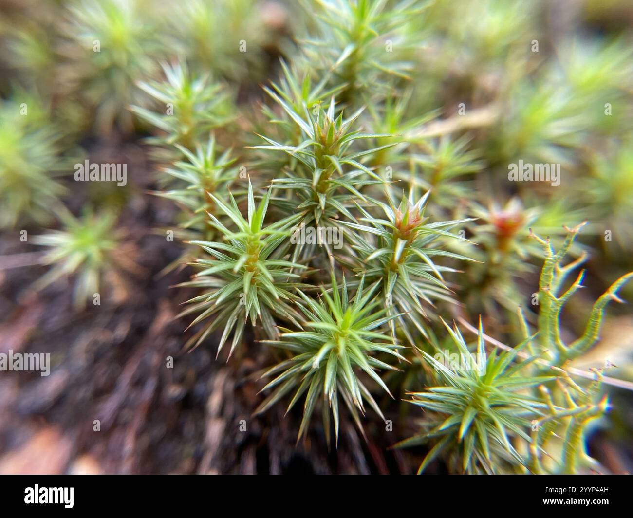 juniper haircap moss (Polytrichum juniperinum Stock Photo - Alamy