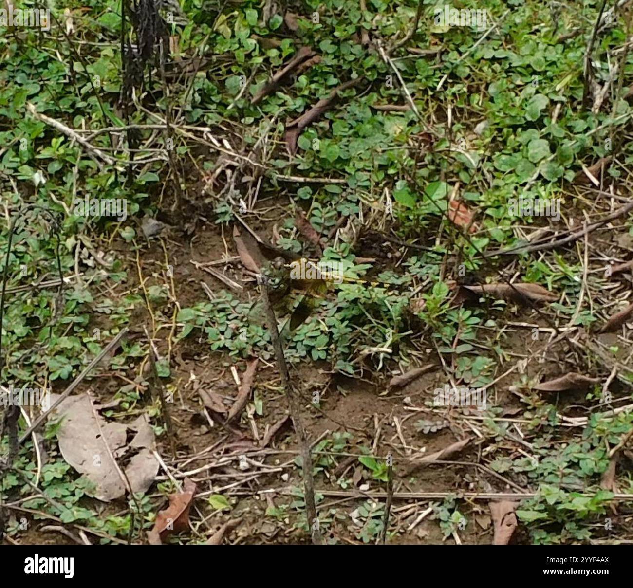 Black-winged Dragonlet (Erythrodiplax funerea Stock Photo - Alamy