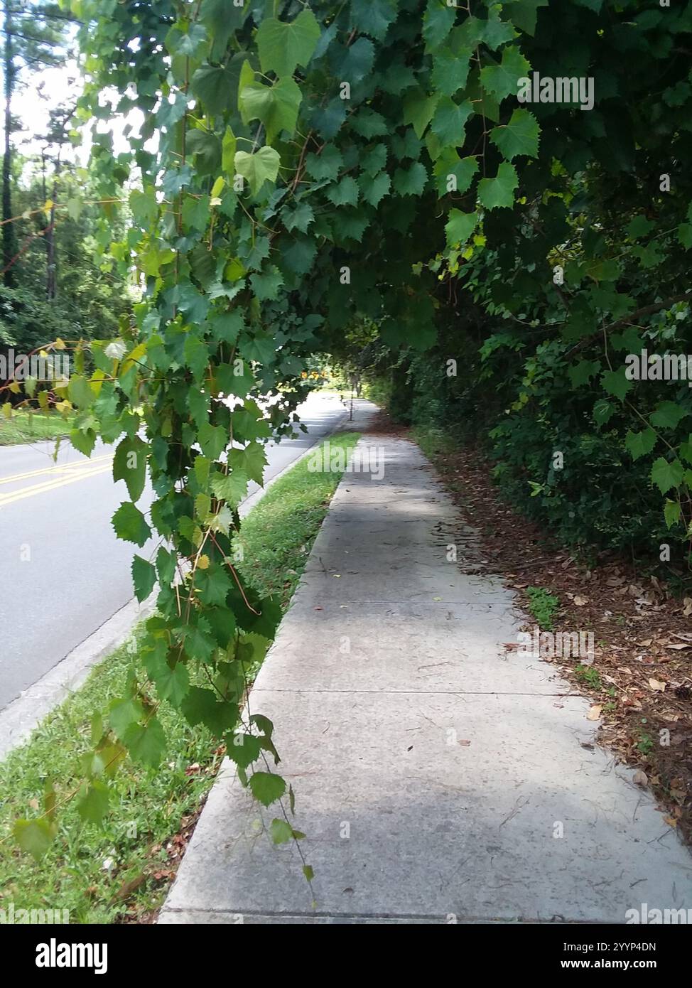 graybark grape (Vitis cinerea Stock Photo - Alamy